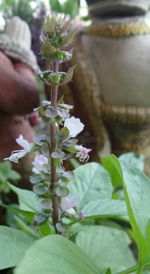Basil Flowers with Some Leaves in Blue Background. Stock Photo - Image ...