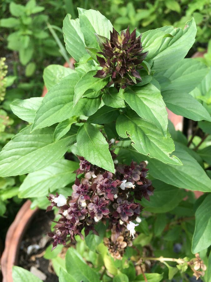 Sweet basil stock image. Image of fresh, natural, garden - 56553771