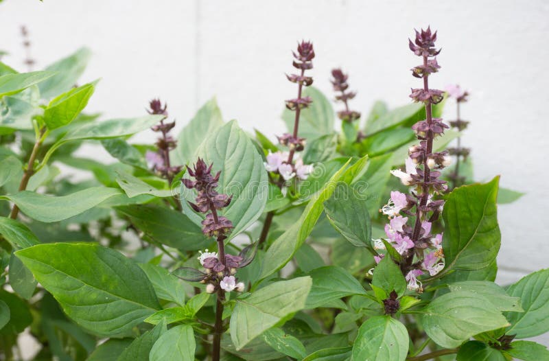Sweet Basil stock image. Image of aromatic, aroma, basil - 35139739