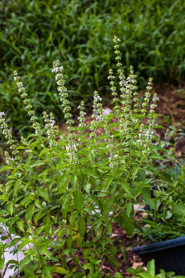 Sweet basil stock image. Image of flower, garden, nature - 93526103