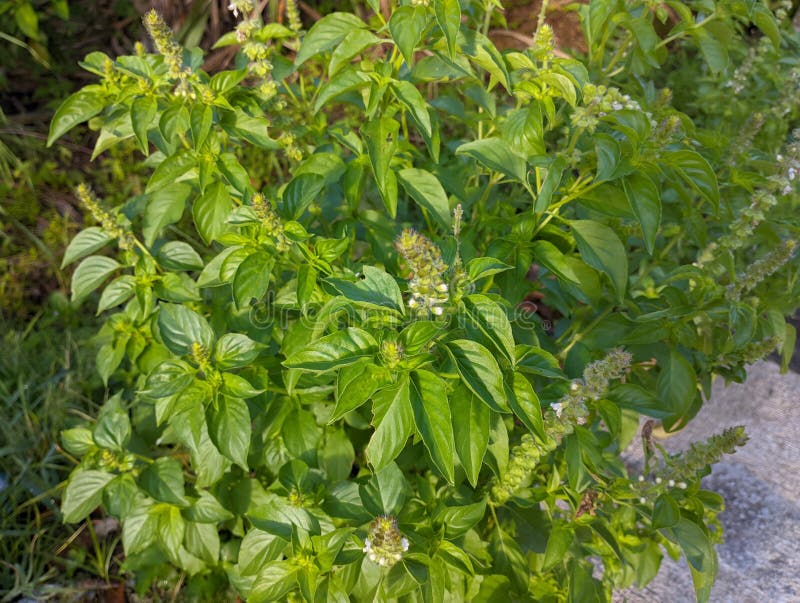 Sweet Basil Green Plants with Flowers Growing Stock Image - Image of ...