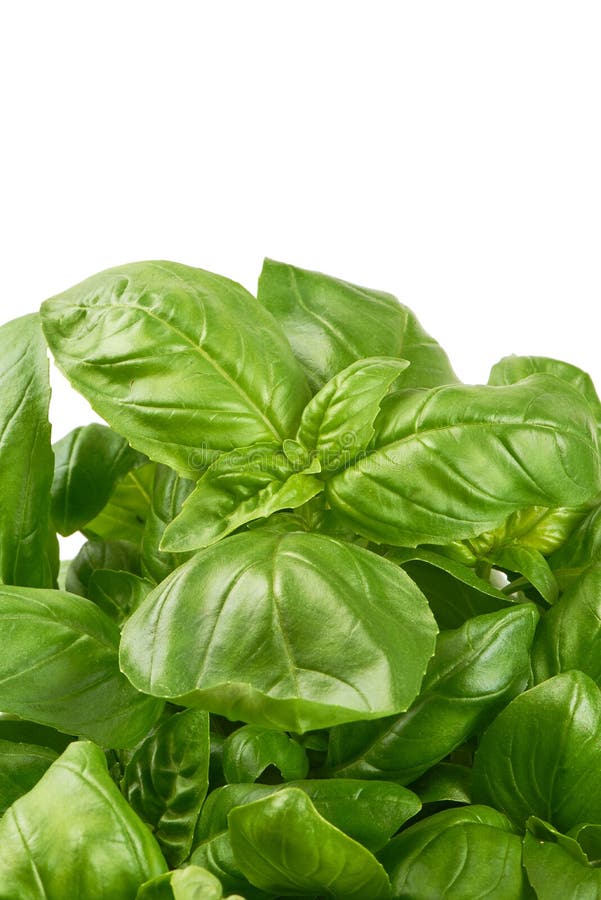 Sweet Basil Herb Leaves Bunch Isolated on White Background Stock Image ...