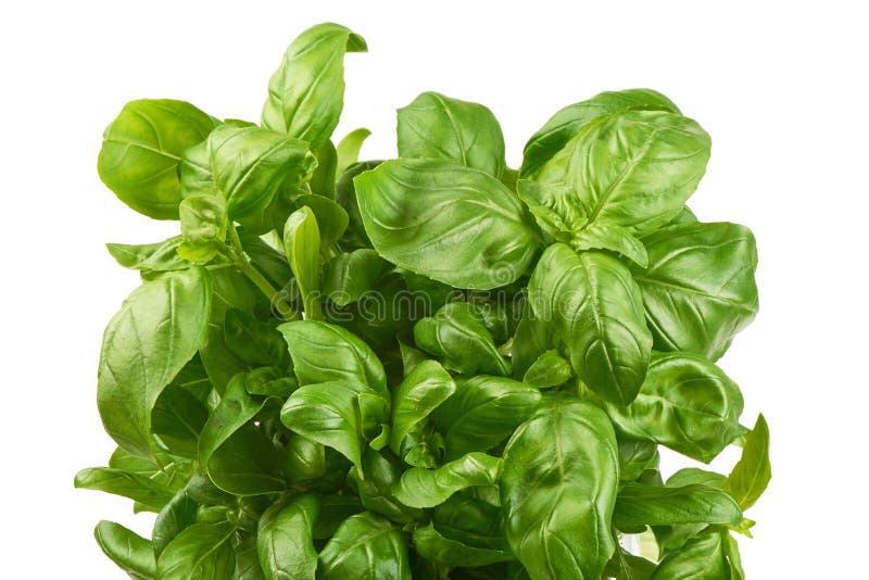 Sweet Basil Herb Leaves Bunch Isolated on White Background Stock Image ...