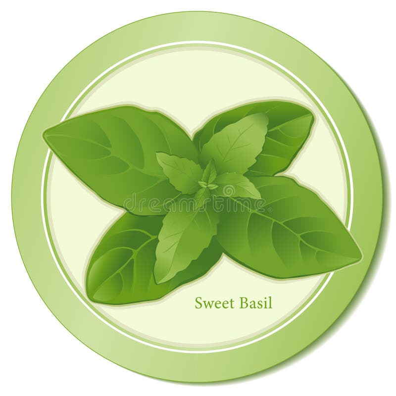 Basil, herb, stock vector. Illustration of horticulture - 33648503