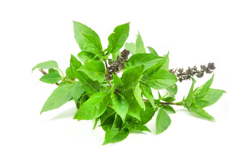 Fresh sweet basil leaf stock photo. Image of healthy - 19011294
