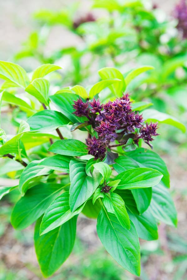 Close Up Sweet Basil Leaf And Flower From Thailand Stock Photo - Image ...