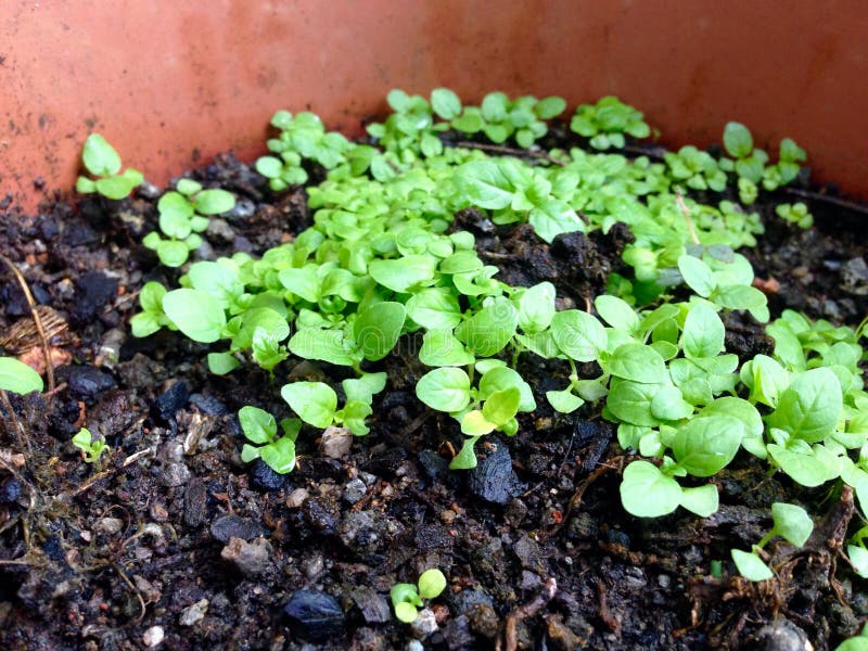 Sweet basil nursery stock photo. Image of nursery, sweet - 75034040