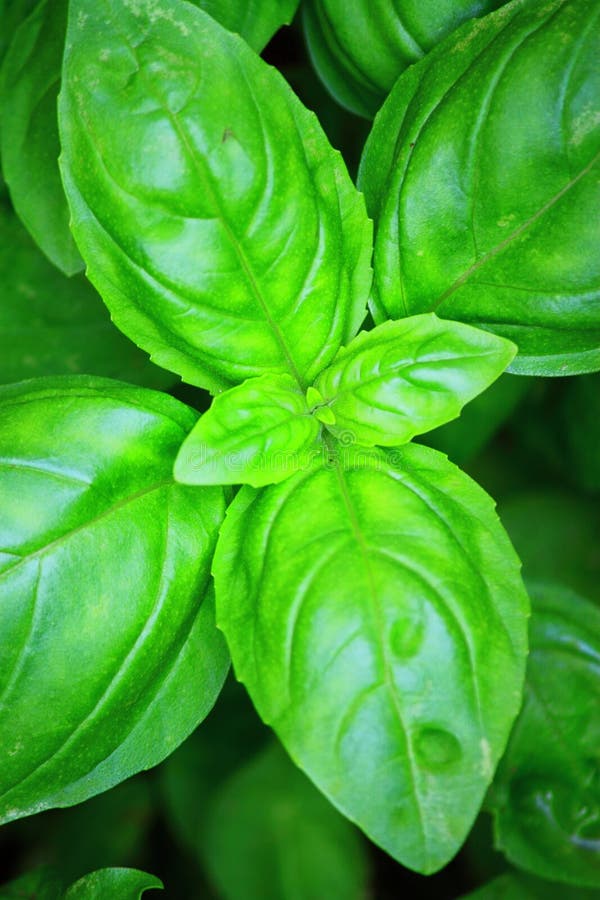 Mint Plant stock image. Image of leafy, green, leaf, indian - 34556549