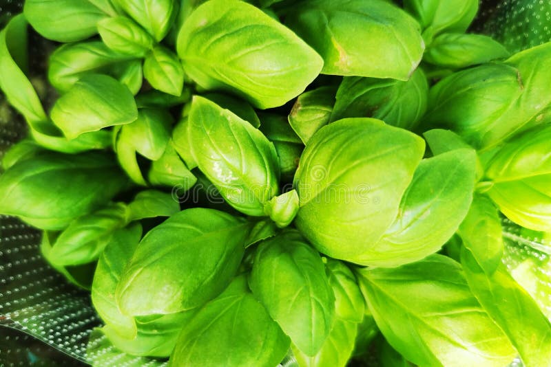 Sweet basil plant texture stock image. Image of herb - 199003375