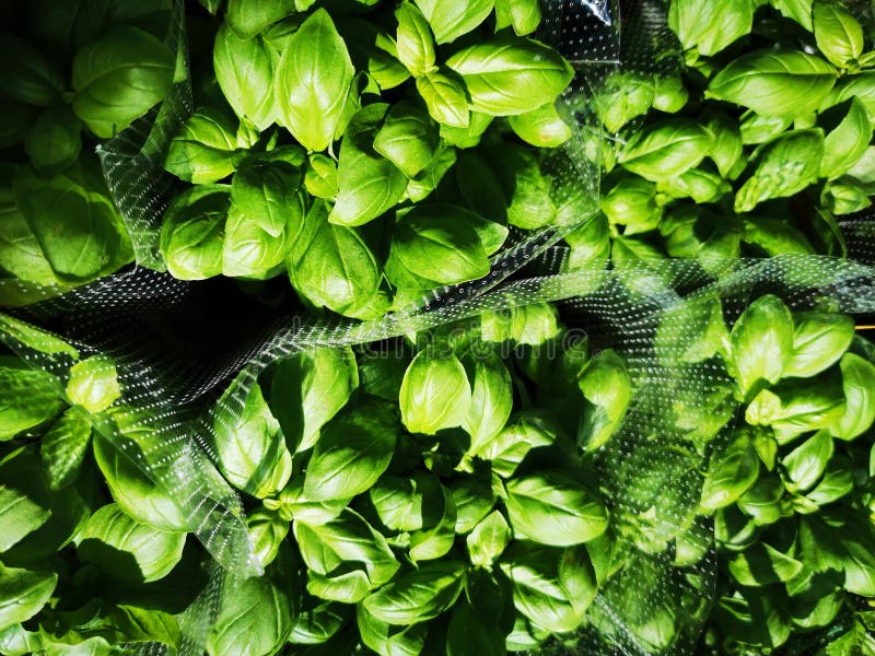 Sweet basil plant texture stock image. Image of healthy - 199003407