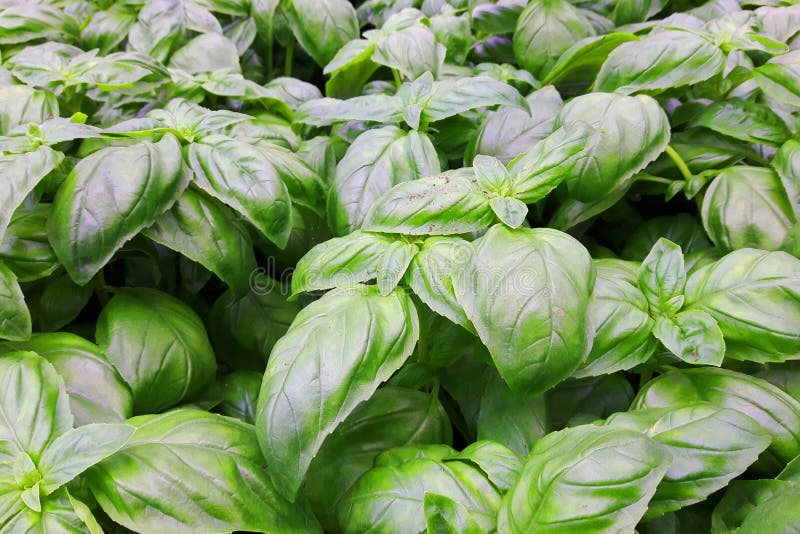 Sweet basil plant texture stock photo. Image of food - 141878256