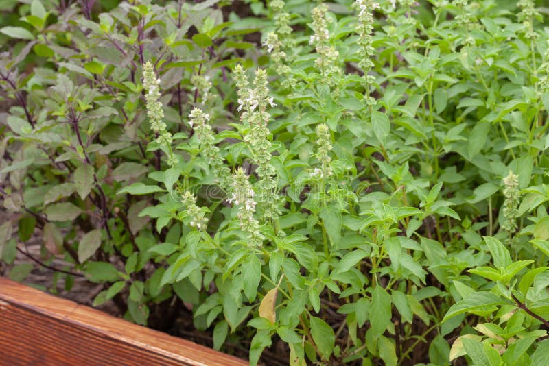Sweet Basil Plant in Vegetable Farm Stock Photo - Image of leaves, herb ...
