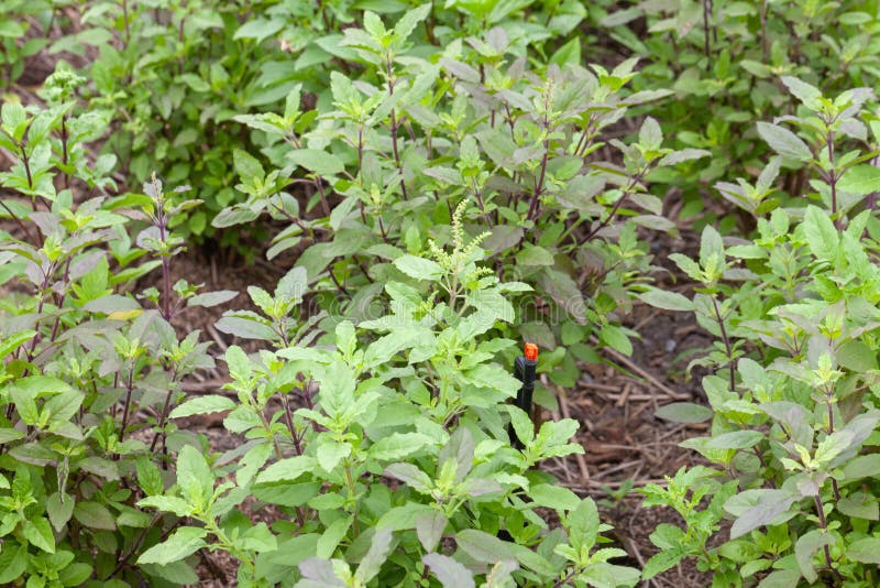 Sweet Basil Plant in Vegetable Farm Stock Photo - Image of farm ...