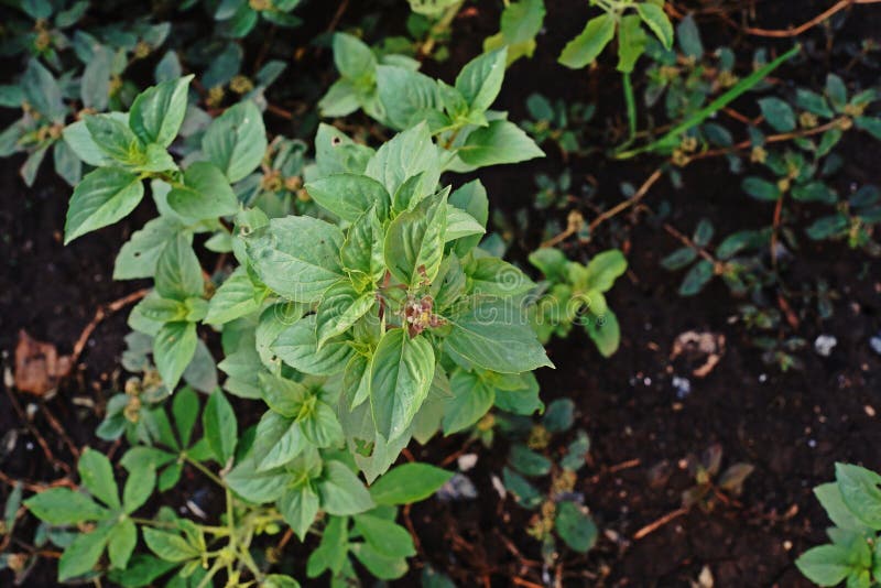 Sweet basil plant stock image. Image of basil, asian - 83022321