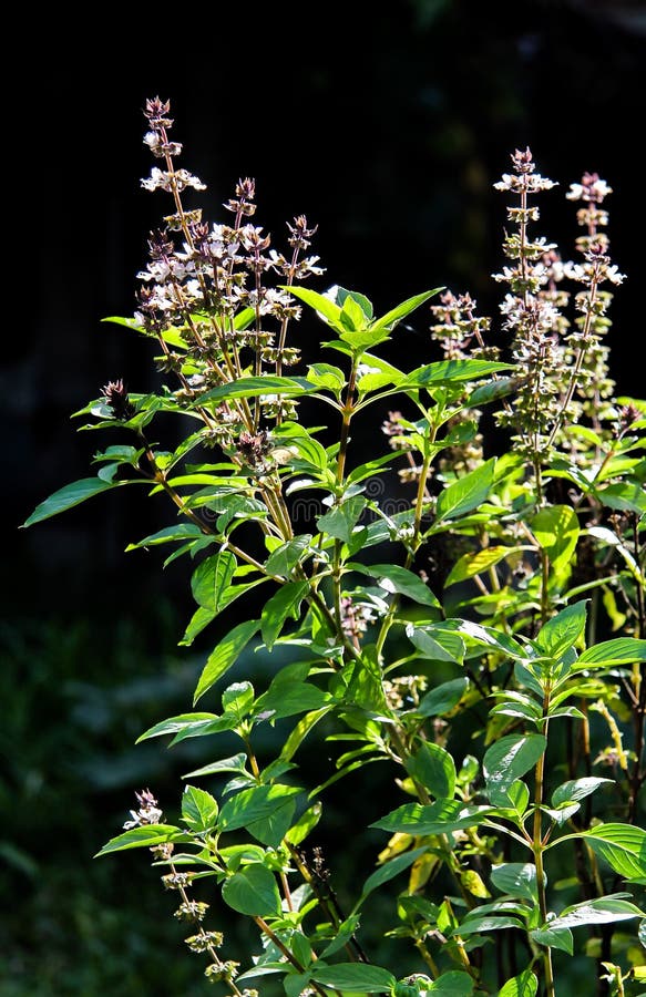 Sweet basil stock image. Image of thai, pollen, nature - 49471175
