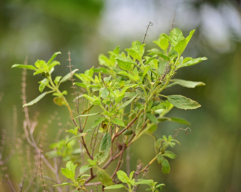 Sweet basil tree stock photo. Image of food, flavour - 57046628