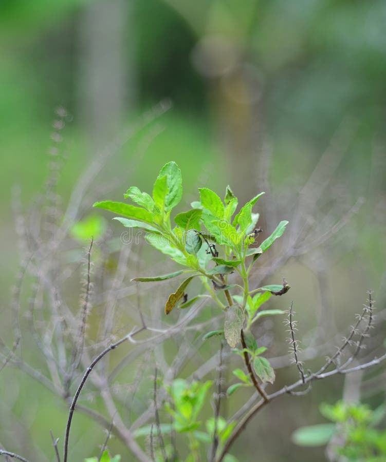 Sweet basil tree stock photo. Image of flower, green - 57046664