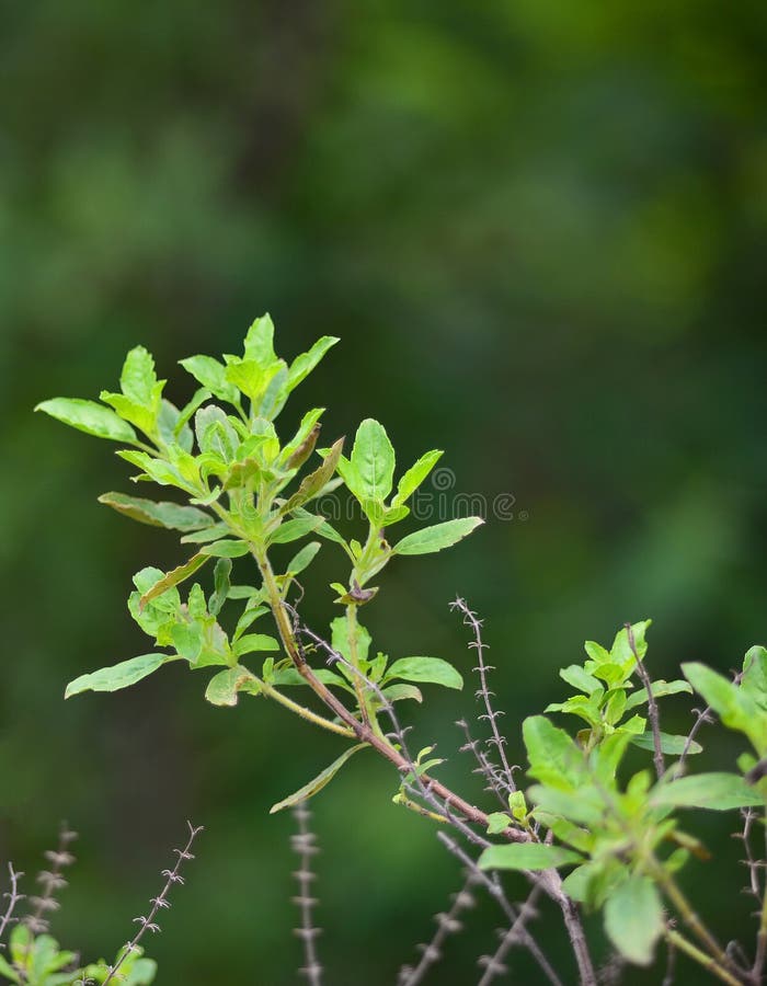Sweet basil tree stock photo. Image of close, botany - 57046684