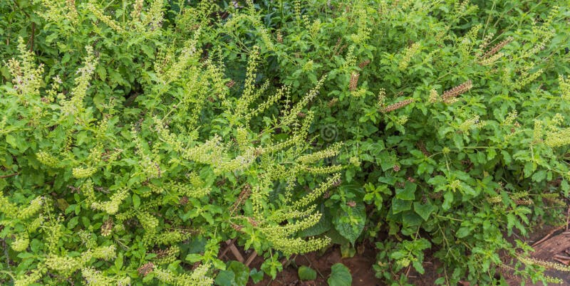 Sweet basil tree stock image. Image of diet, green, healthy - 80731969