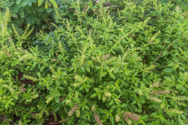 Sweet basil tree stock image. Image of closeup, flower - 80731993