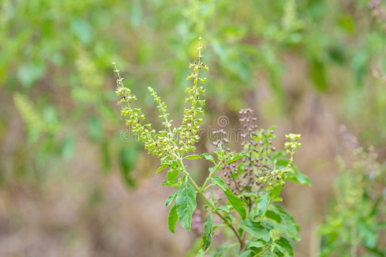 Sweet Basil Tree in Vegetable Garden Stock Image - Image of ingredient ...