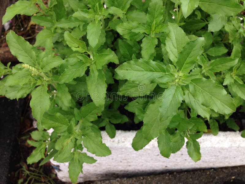 Sweet basil wallpaper stock photo. Image of close, basil - 74051534