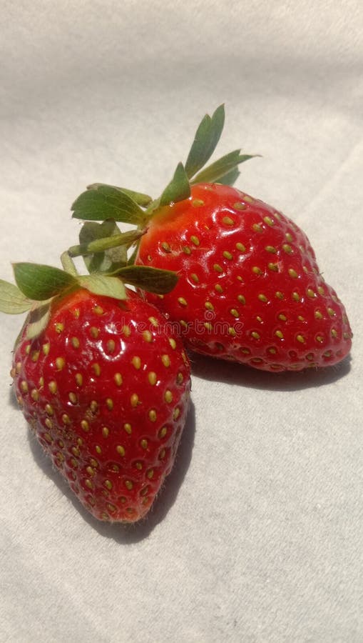 Sweet and Beautiful Red Mini Strawberry Stock Photo - Image of sweet ...