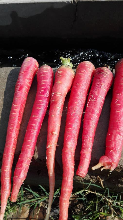 Beautifull Red Carrots Stock Photos - Free & Royalty-Free Stock Photos ...