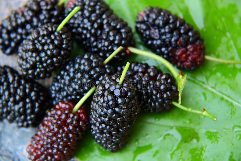 Sweet Black Mulberry stock image. Image of pattern, freshness - 41230437