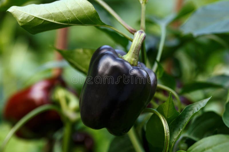 Sweet Black Pepper Andromeda Fruit Ripening in Summer Kitchen Garden ...