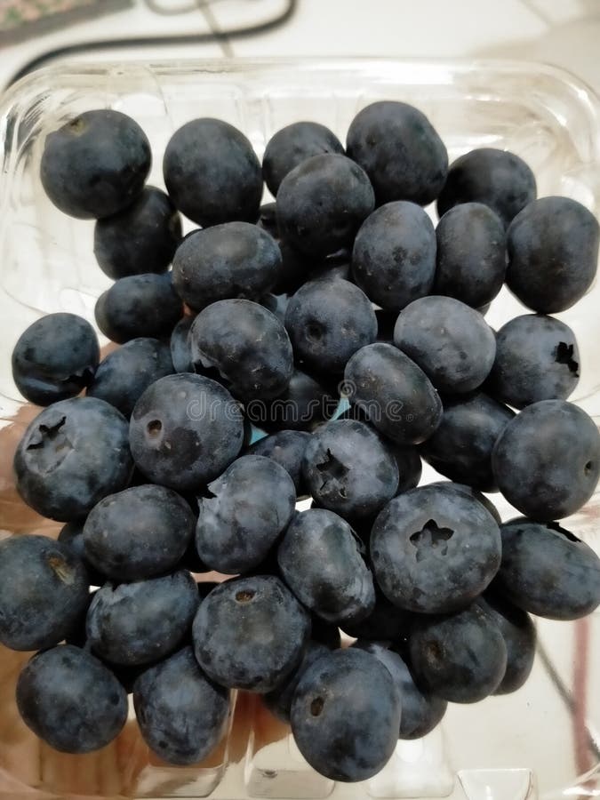 Sweet blueberries unwashed stock photo. Image of shrub - 275463766