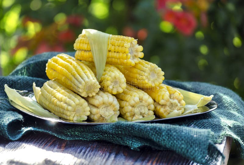 Sweet, Boiled, Young Corn on a Plate Stock Image - Image of green ...