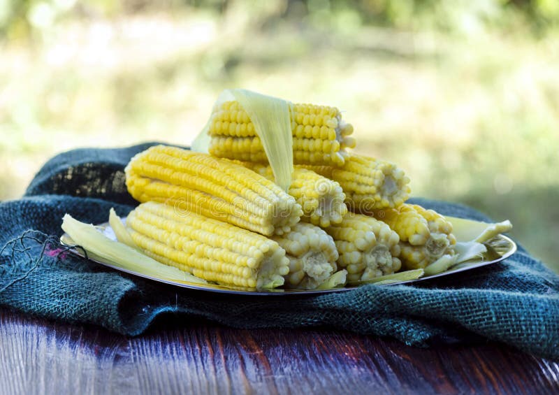 Sweet, Boiled, Young Corn on a Plate Stock Image - Image of agriculture ...