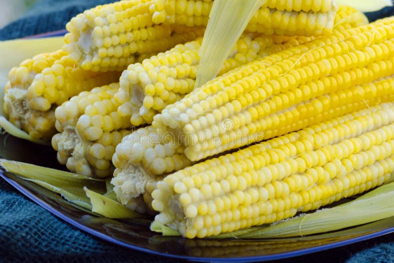 Sweet, Boiled, Young Corn on a Plate Stock Photo - Image of food ...