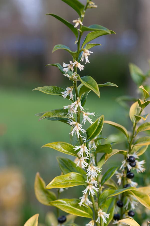 Sweet Box (sarocococca Confusa) Flowers Stock Photo - Image of sweet ...