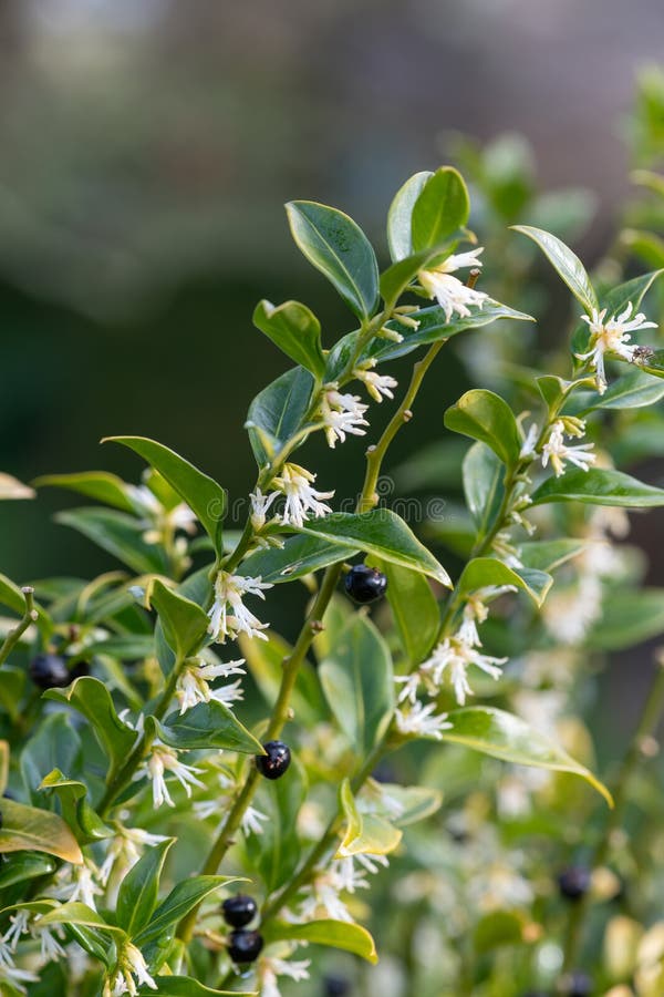 Sweet Box (sarocococca Confusa) Flowers Stock Photo - Image of sweet ...