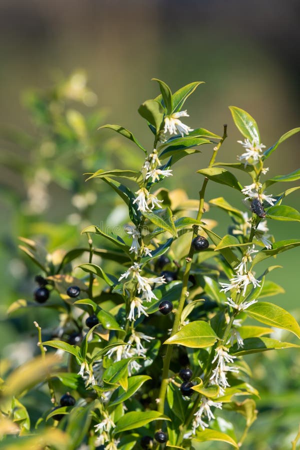 Sweet Box (sarocococca Confusa) Flowers Stock Image - Image of ...