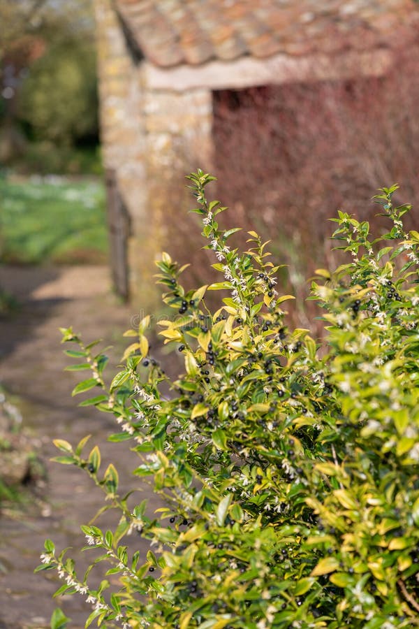 Sweet Box (sarocococca Confusa) Flowers Stock Photo - Image of sweet ...