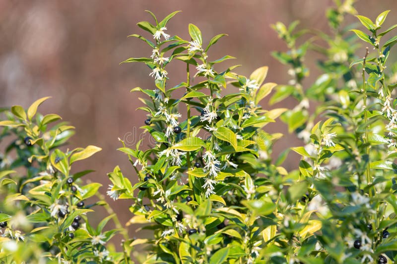 Sweet Box (sarocococca Confusa) Flowers Stock Photo - Image of sweet ...
