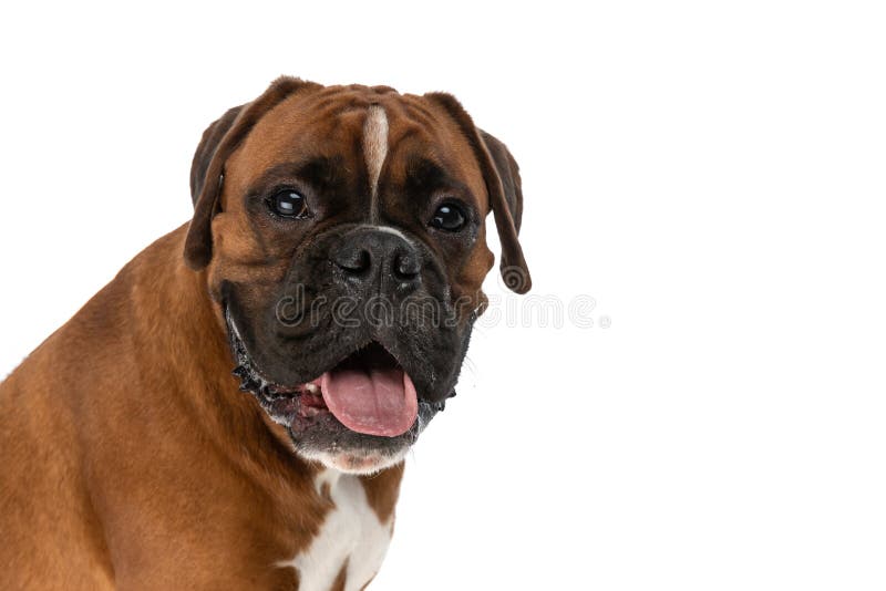 Sweet Boxer Dog Looking at the Camera and Panting Stock Image - Image ...