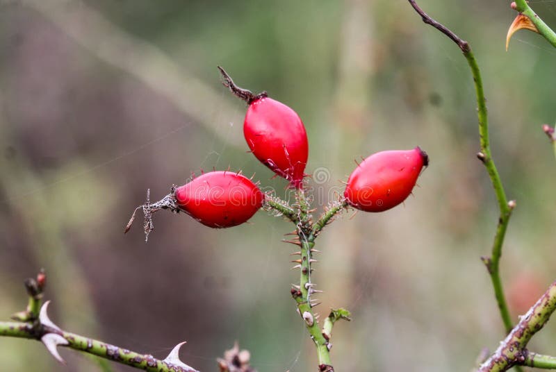 Sweet Briar Berries Hanging on a Tree Stock Image - Image of green ...