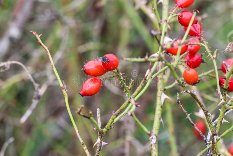 Sweet Briar Berries Hanging on a Tree Stock Photo - Image of green ...