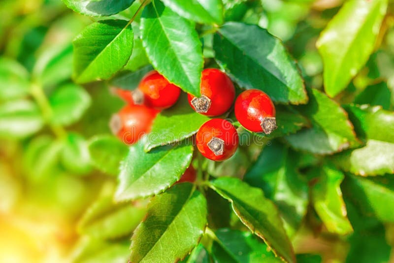 Sweet briar branch. stock image. Image of garden, nature - 84661361