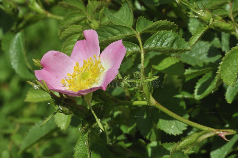 Sweet Briar Or Rosa Rubiginosa Wild Rose Flower Stock Photo - Image of ...