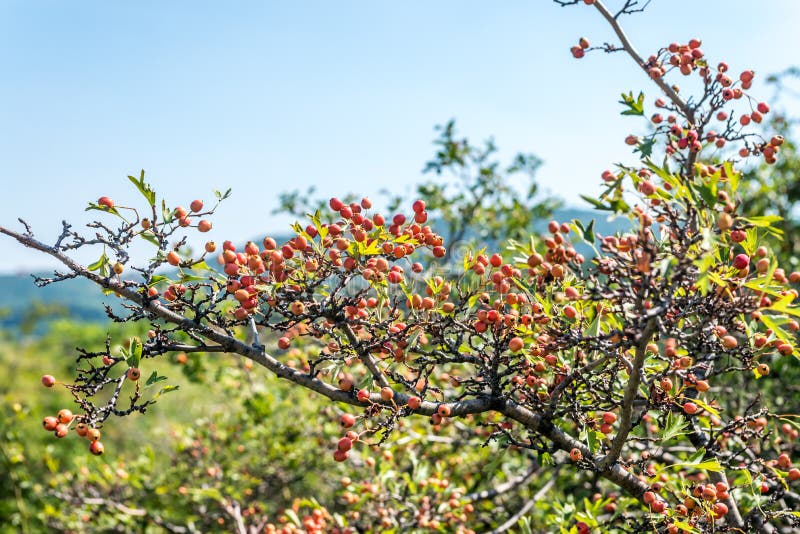 Sweet Briar or Rosa Rubiginosa Wild Rose Flower Stock Photo - Image of ...