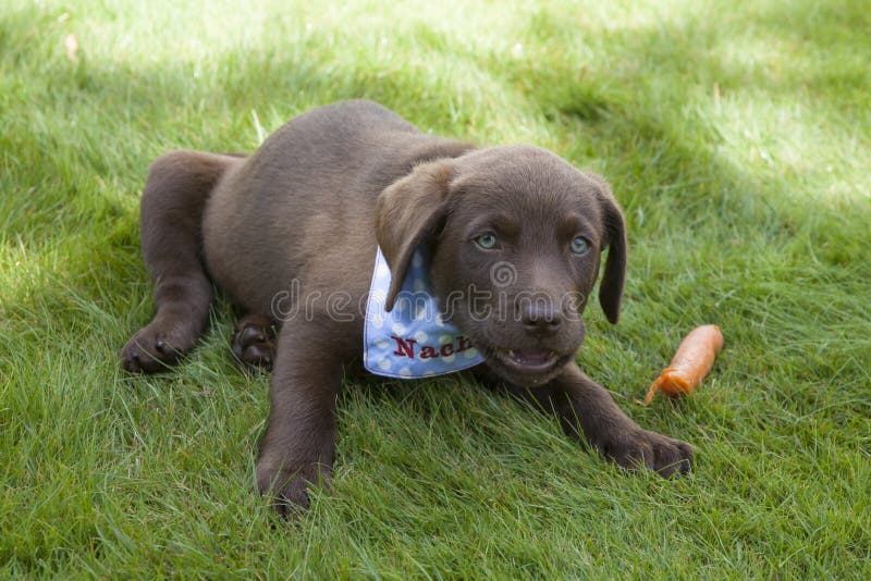 Sweet Brown Labrador Puppy Playing Stock Photo - Image of garden, love ...