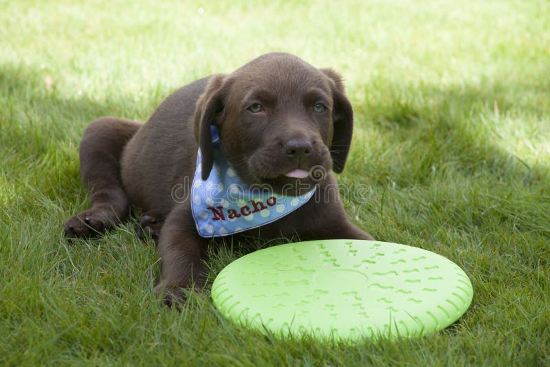 Sweet Brown Labrador Puppy Playing Stock Image - Image of chocolate ...