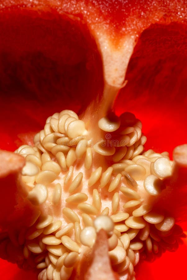 27+ Inside bell pepper Free Stock Photos - StockFreeImages