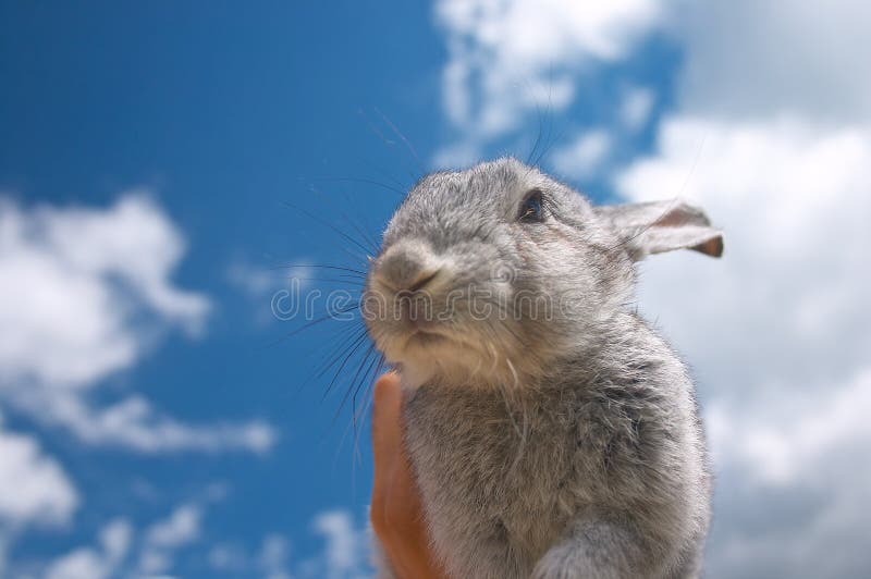 Sweet bunny stock photo. Image of domesticated, easter - 27436720