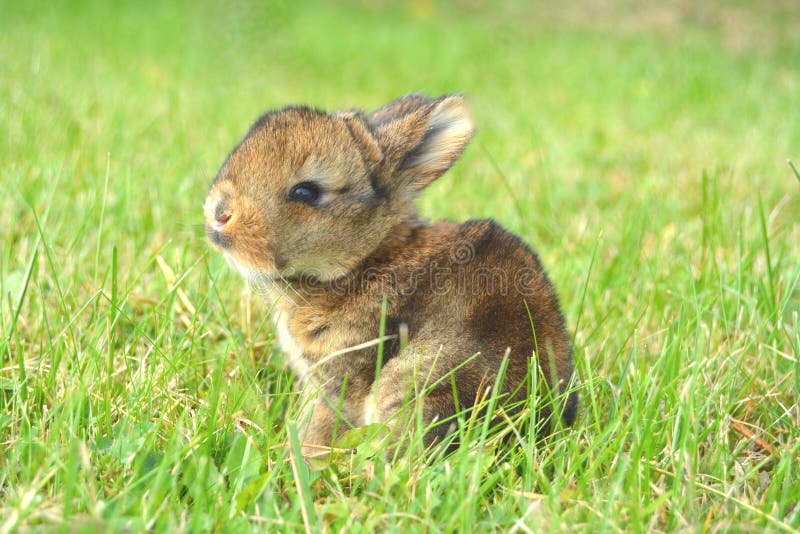 Sweet bunny stock image. Image of cute, eyes, adorable - 52625805